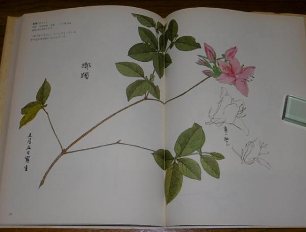 川合玉堂写生帖 花鳥編 / 古本、中古本、古書籍の通販は「日本の 川合玉堂写生帖 花鳥編 / 古本、中古本、古書籍の通販は「日本の